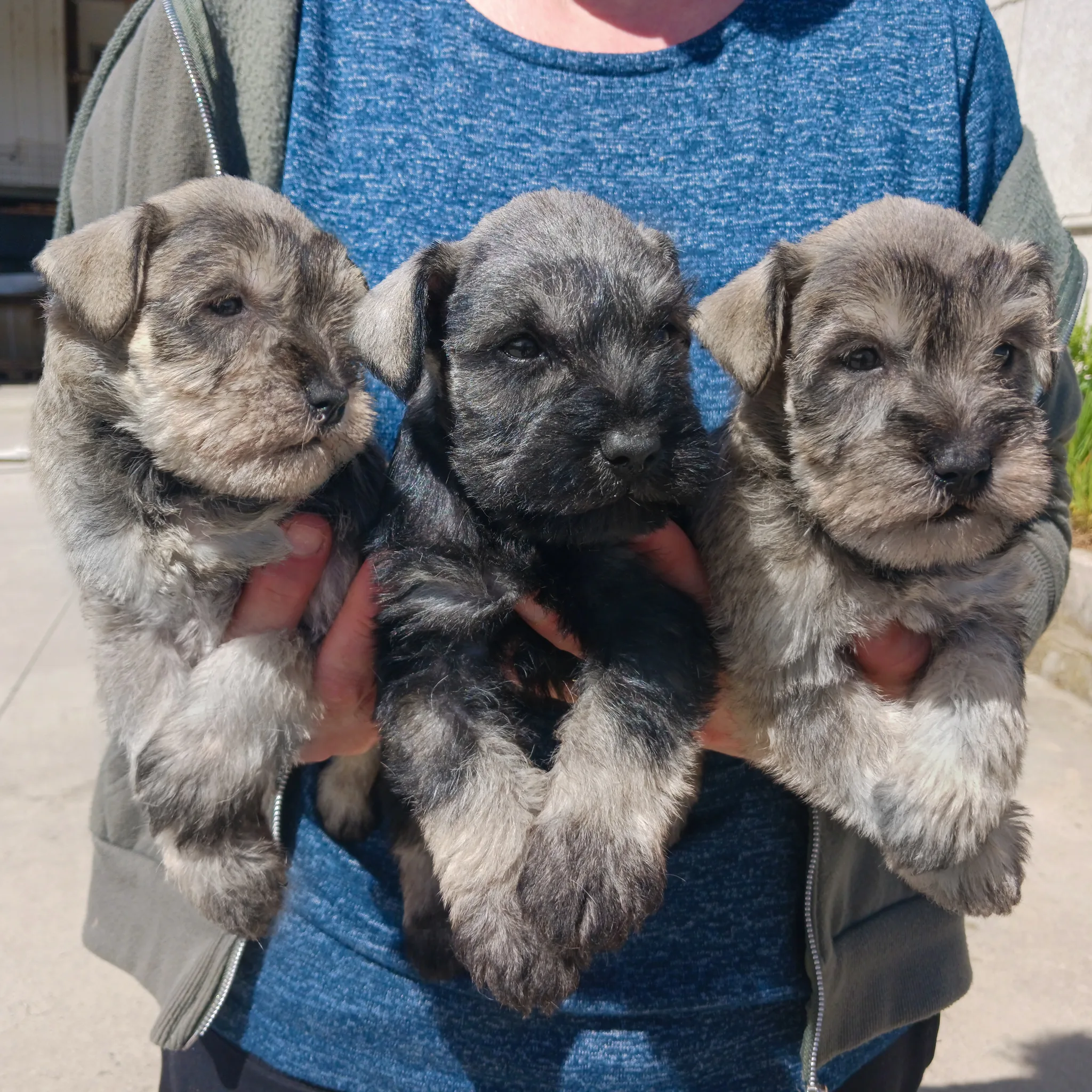 CACHORROS DISPONIBLES SCHNAUZER PIMIENTA Y SAL MINIATURA ...