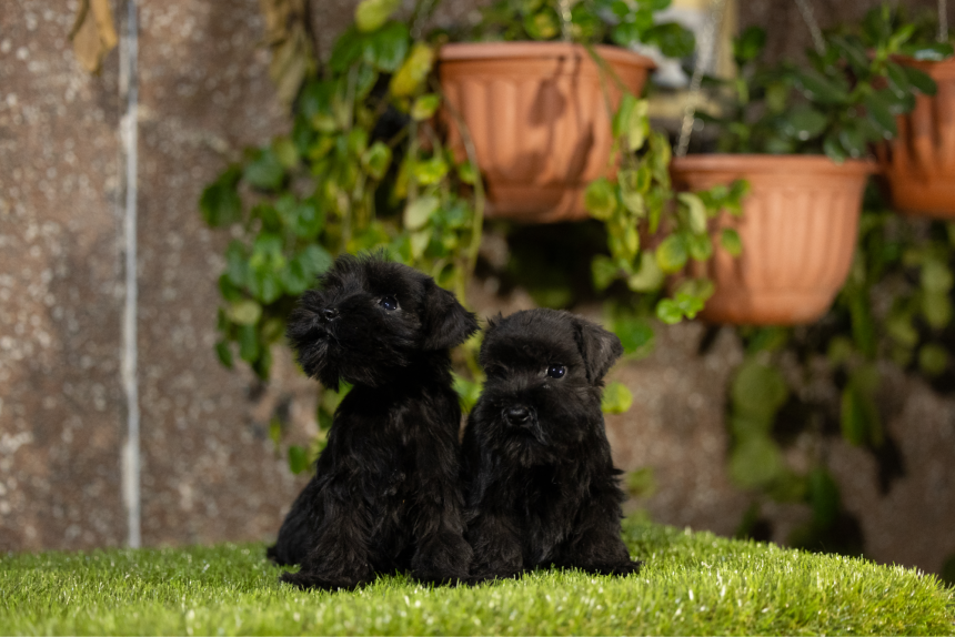 Schnauzer miniatura negro - schnauzerminiaturadelagonal